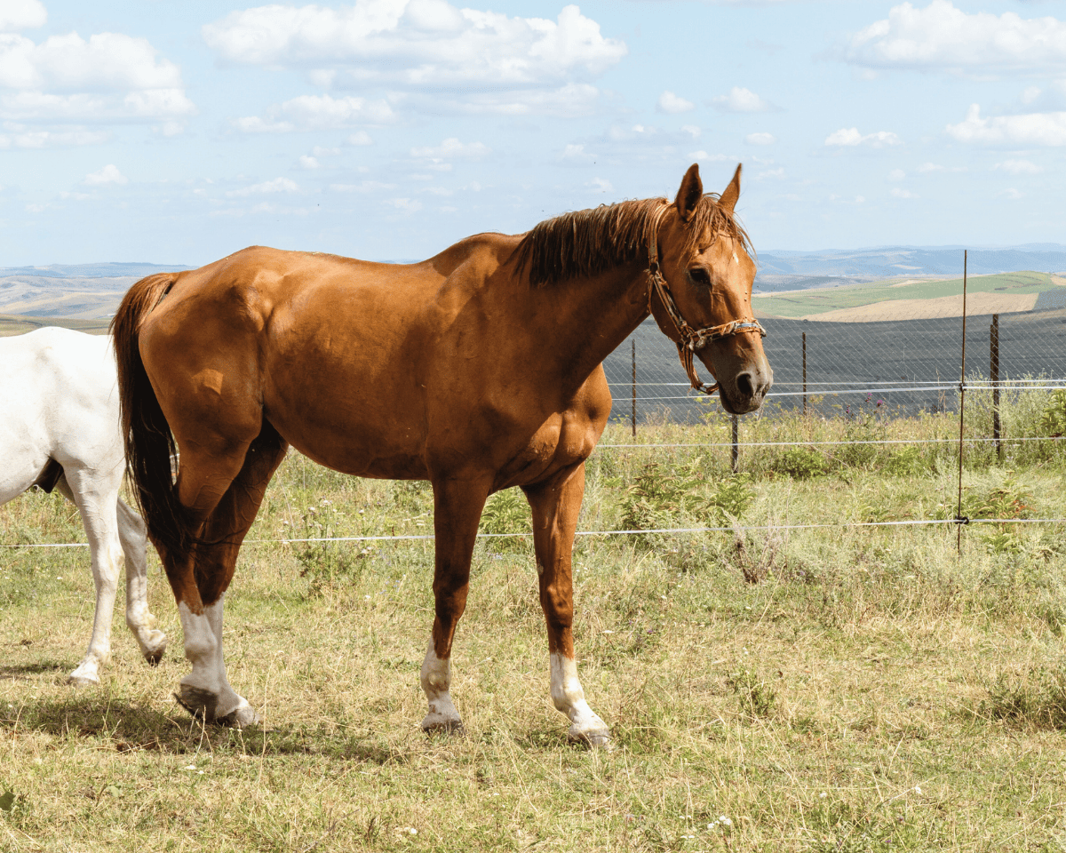Ce se întâmplă în corpul tău când urci pe un cal? - Hipara | Centru de ...