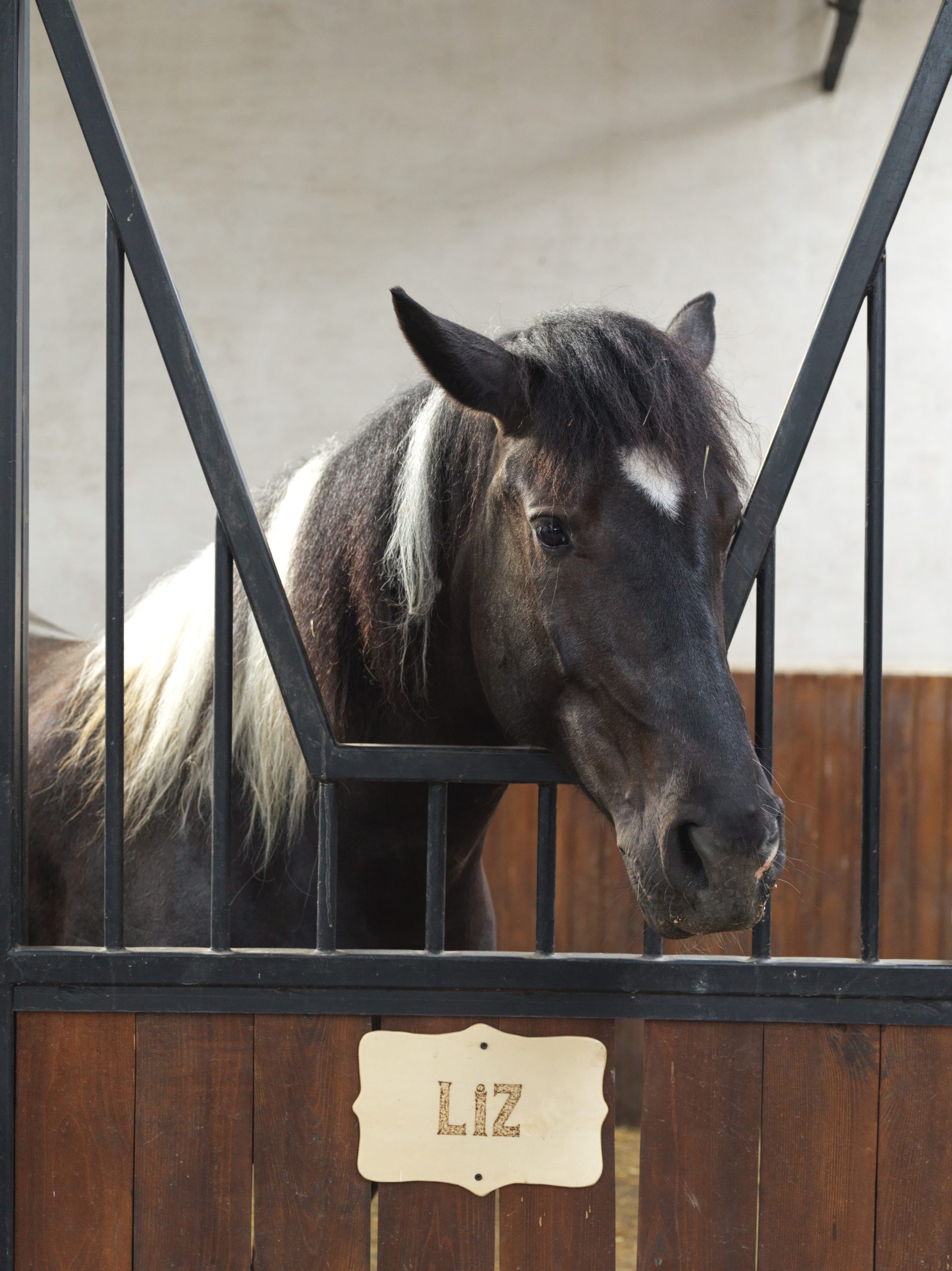 Ce tip de cal ai fi într-o altă viață? (și ce înseamnă asta despre tine ...